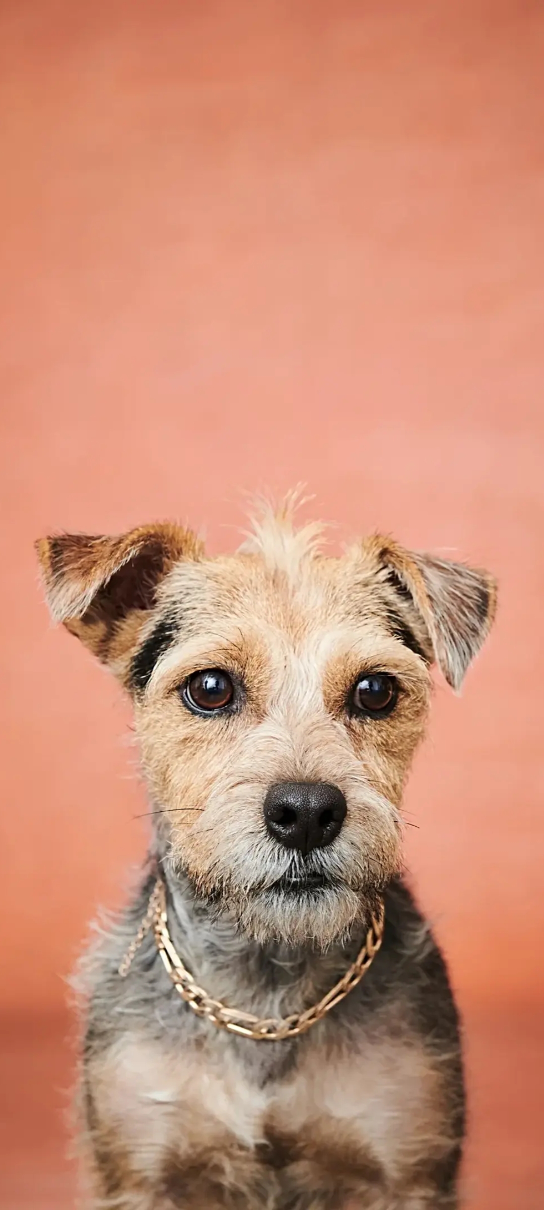 Post by Wallpaper in Dog - DSCVR